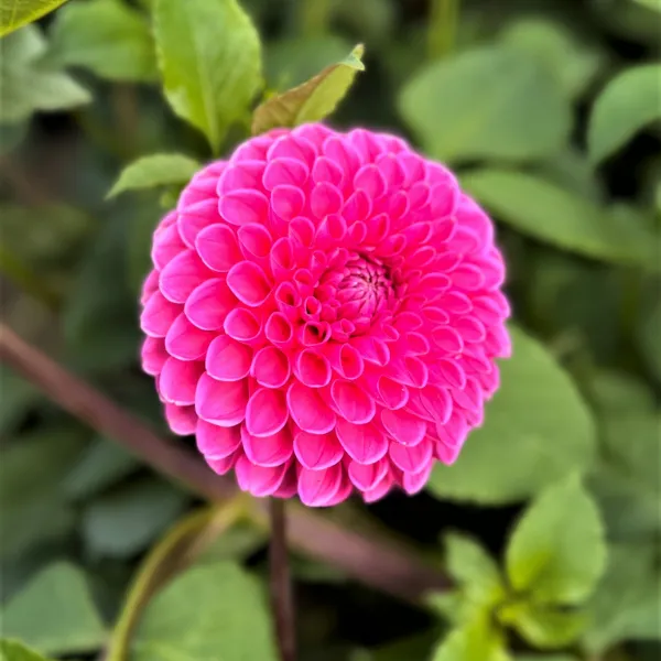 Dahlia "Jowey Frambo" • Il Giardino di Famiglia