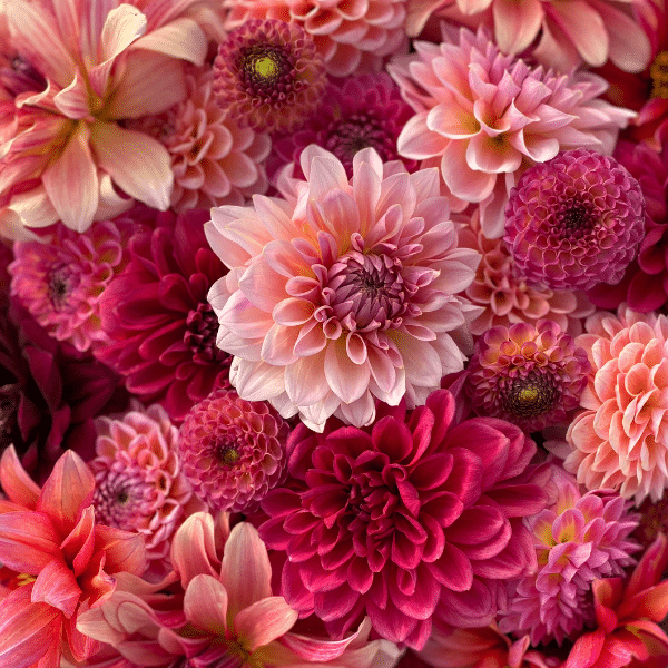 Acquista online le tue prossime dalie