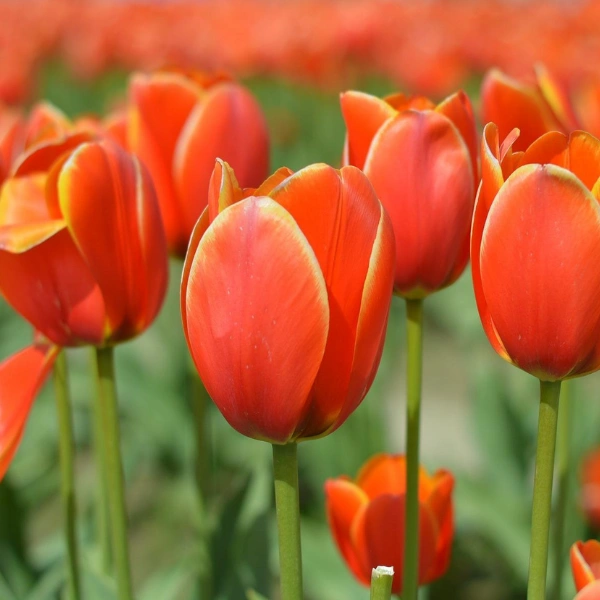 Bulbi Tulipano AD REM-Shop online
